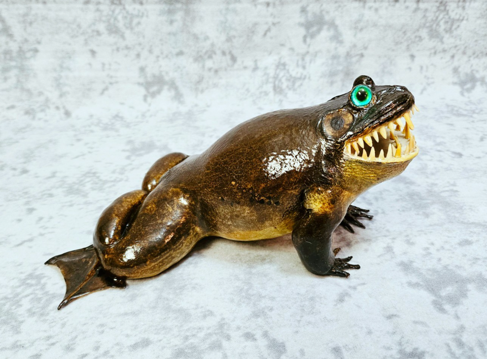 Giant Frog Taxidermy Oddities- bullfrog Cane Toad shark monster | eBay