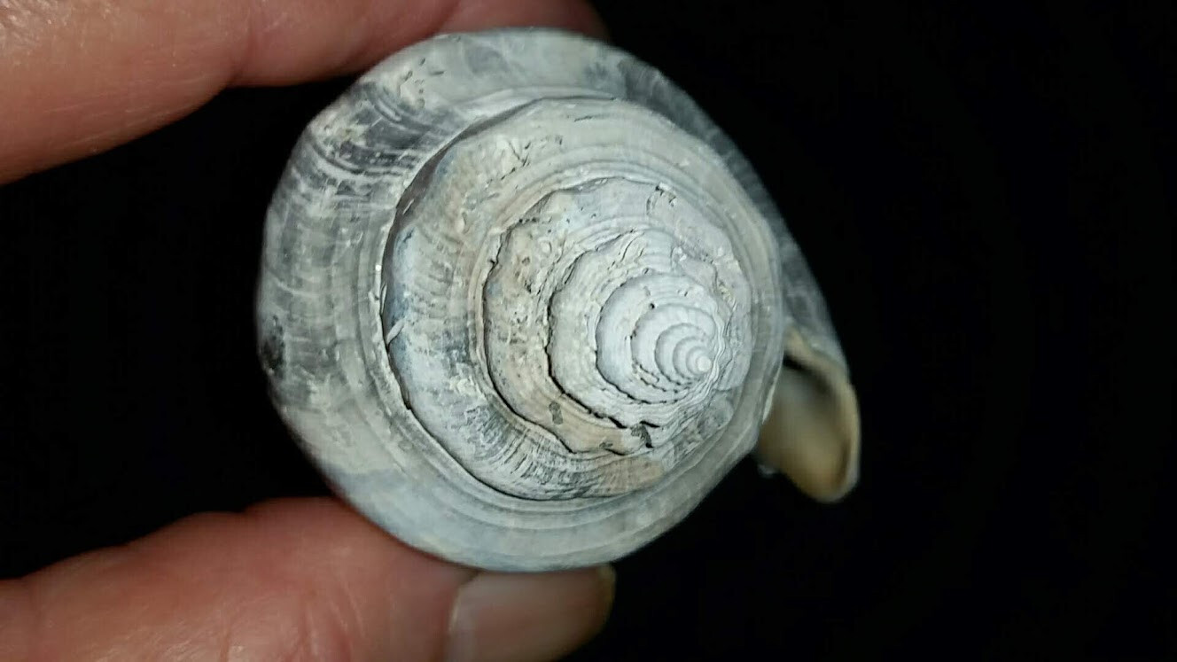 Fossil / Fossilized Strombidae - Strombus sea shell gastropod ...