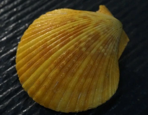 Chlamys Shell