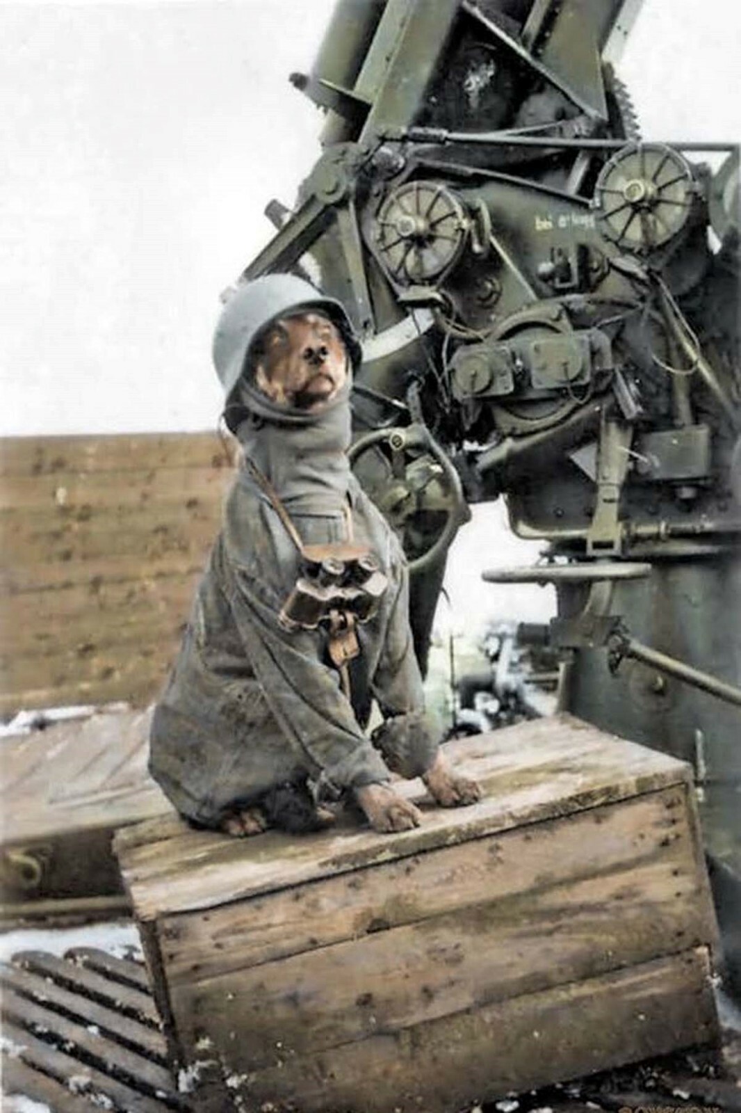 German Flak crew photo of their regimental mascot WW2 Photo Glossy 4*6 in W013 | eBay