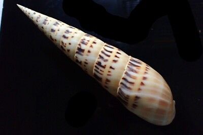 Sea shells-terebra maculata big size 226-m.m. f++/f+++ | eBay