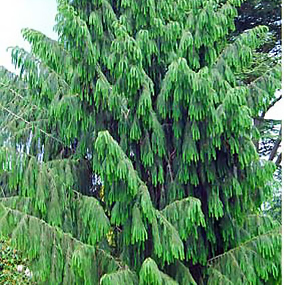 Himalayan Spruce, Picea smithiana, (Morinda Spruce), Tree Seeds ...