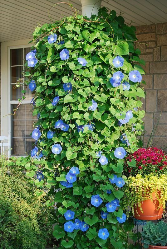 Ipomoea Tricolor Heavenly Blue Morning Glory, "Something Old,