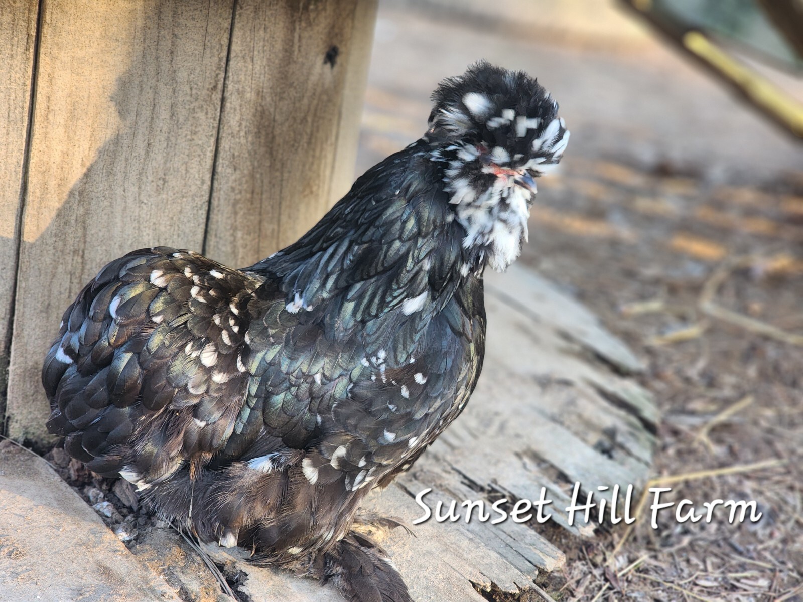 Silkie Hatching Eggs Mottled 6, Satin, Showgirl, Frizzle NPIP & AI ...