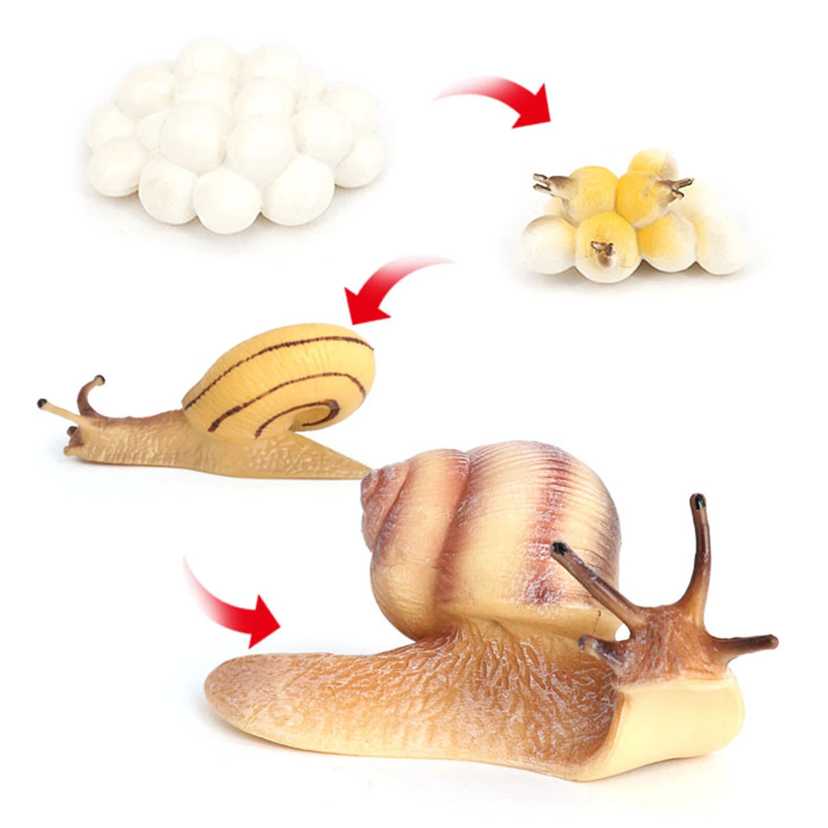 Life Cycle Of A Snail For Kids