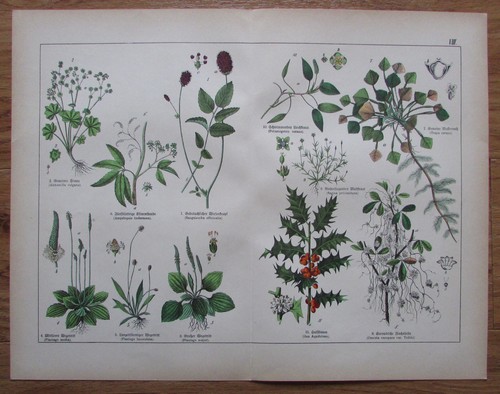 ca. 1890 TETRANDRIA alter Druck Antique Print Botanik Pflanzen ...