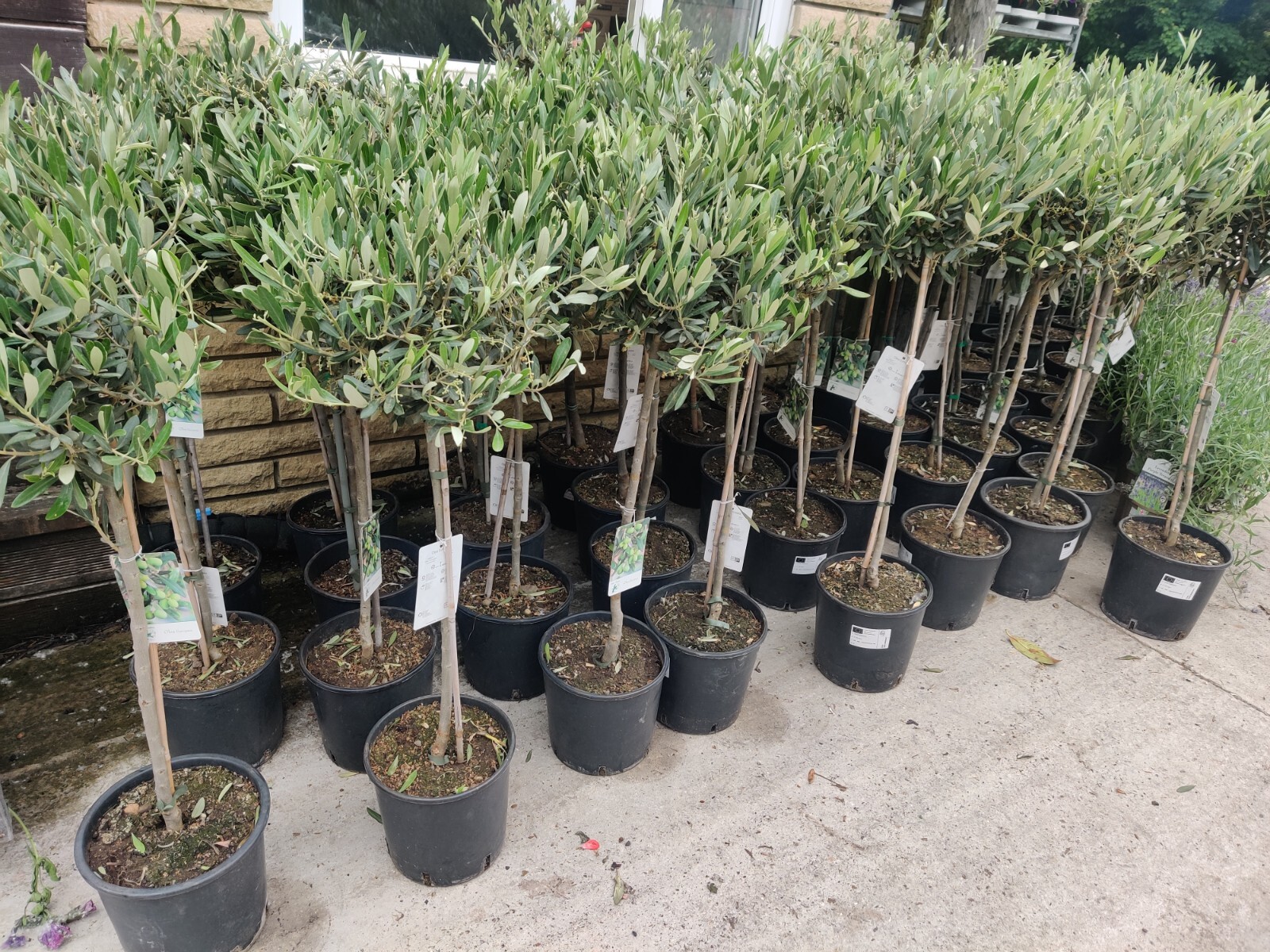 Standard Olive Tree Olea Europaea Established Garden Plant Approx 90cm ...