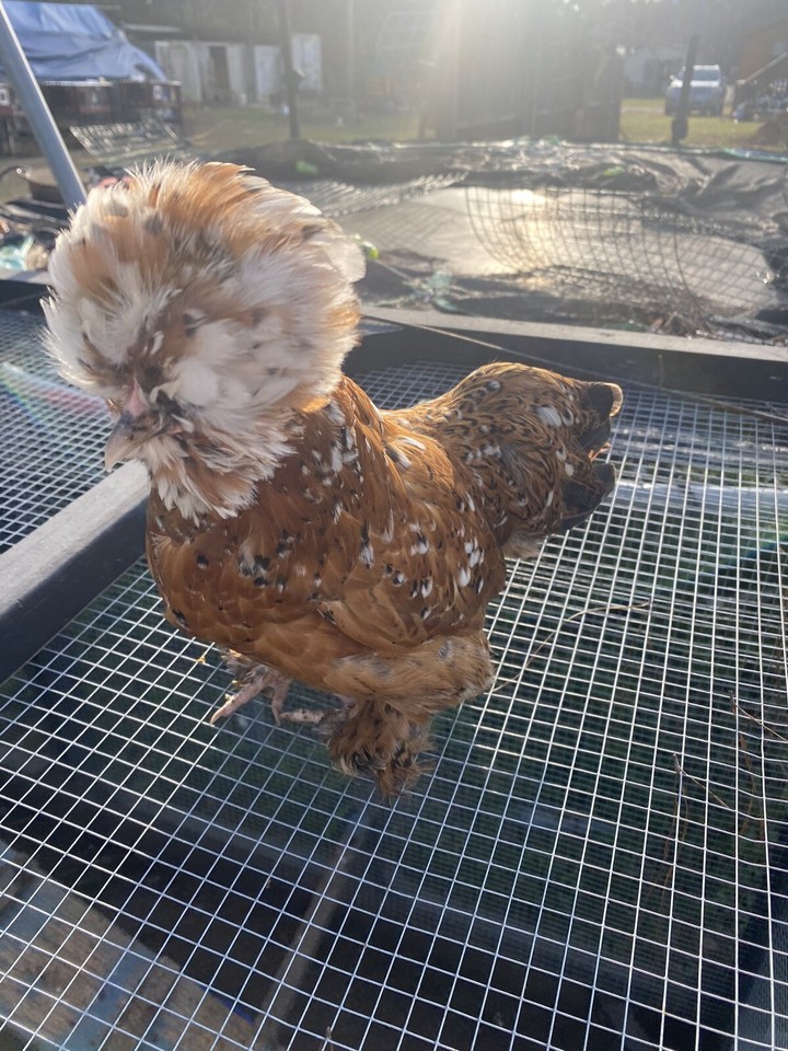 12+ Mille Fleur Satin Hatching Eggs NPIP & AI Clean | eBay