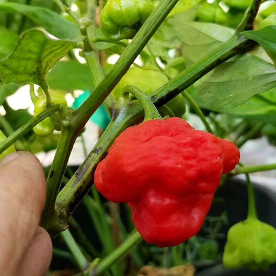 Scotch Bonnet Pepper Super Hot Spicy Nai Miris Endemic Dried Fresh ...