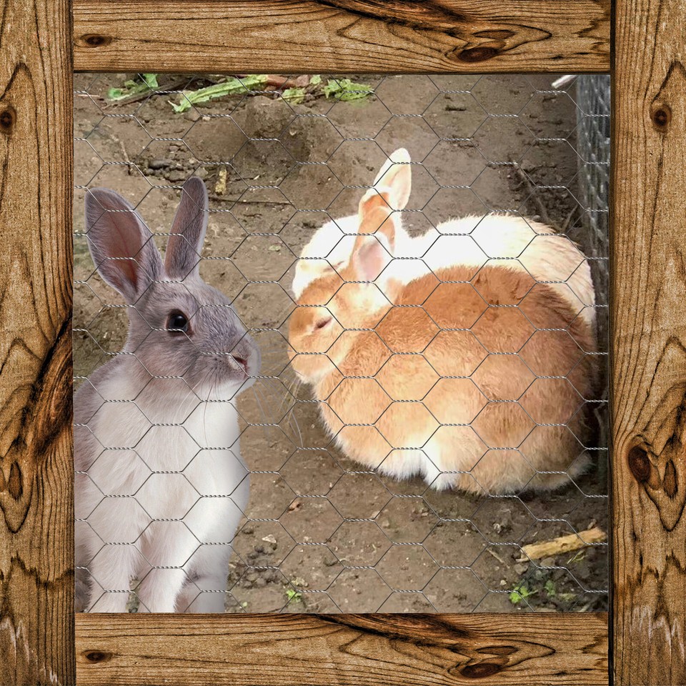 Galvanised PVC Chicken Wire Mesh Fence Net Rabbit Netting Fencing Cages ...