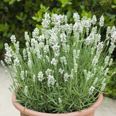 Lavender plug plants fragrant garden white flowers perennial shrubs ...