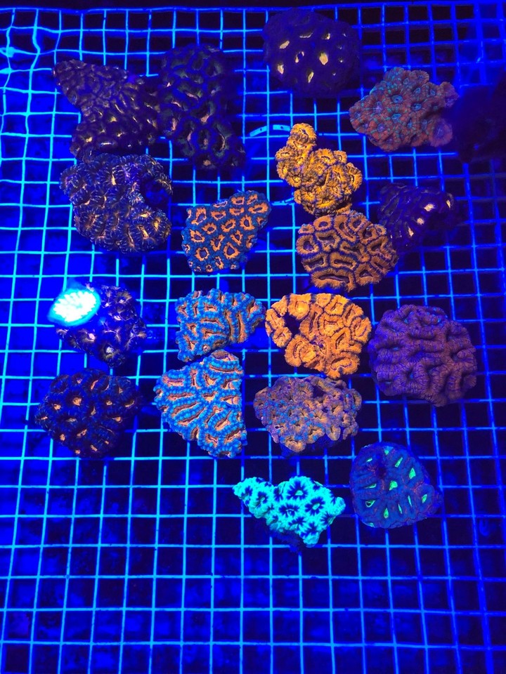Live 5x ACANS 2-4 Polyps Coral Frag Saltwater Reef MICROMUSSA LPS SPS ...