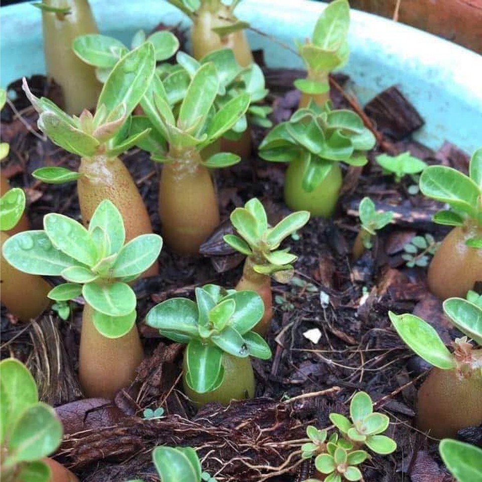 Rare Giant Desert Rose Adenium Arabicum 'Nang Pha-yaa' Short Plant ...