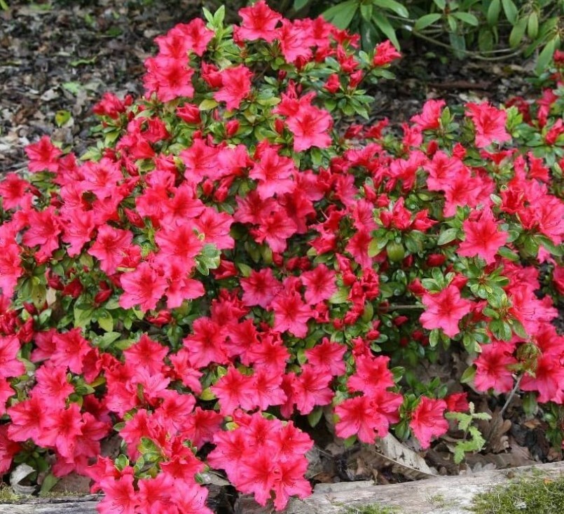 Red Azalea Live Plant 10 Inch Tall - 3 Inch Pots - Azalea Indica Alaska ...