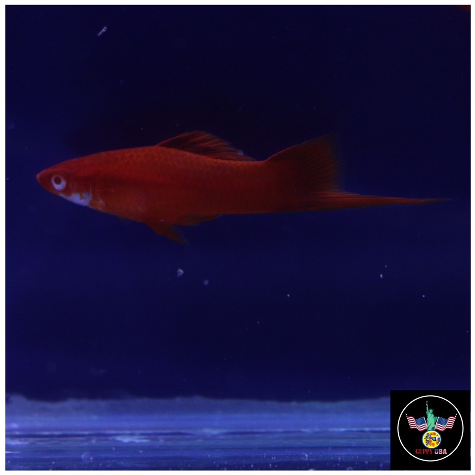 - 1 Pair - Red-Eye Red Swordtail! Top Grade A+++ Swordfish Fish! - | eBay