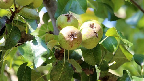 Pyrus calleryana 'Chanticleer'/Ornamental Pear, Peat Free, 5L 125-150cm ...