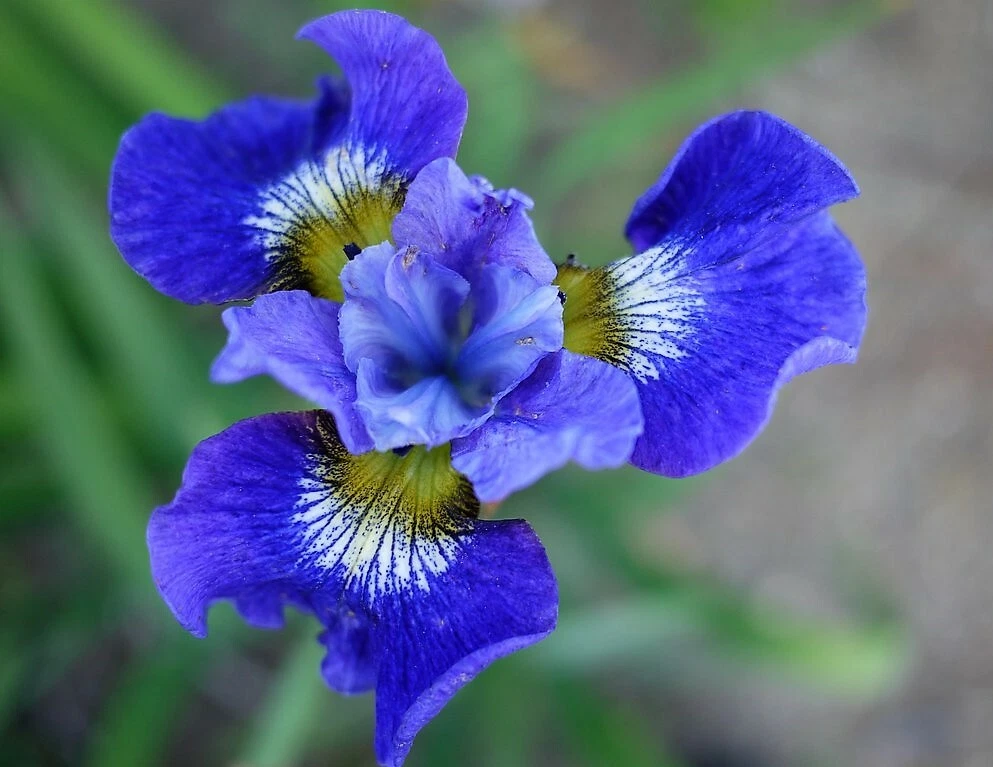 Blue And White Iris Flowers