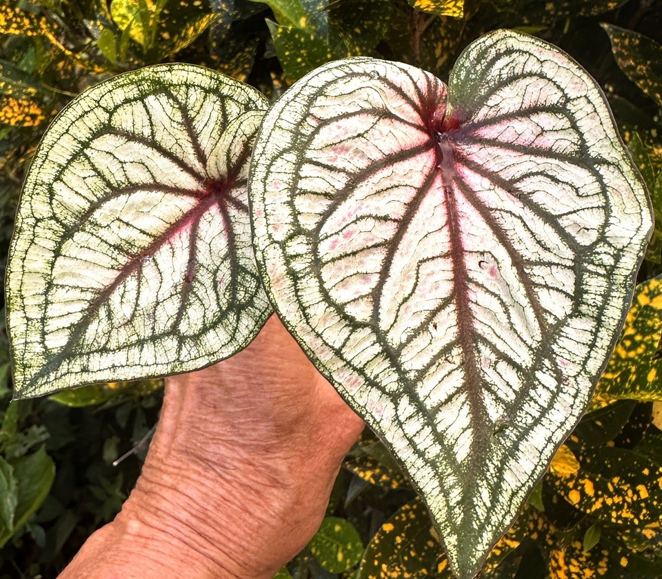 Caladium Thai Variety - Lush New Season Variegated Plant 🦋 Colly Dolly ...