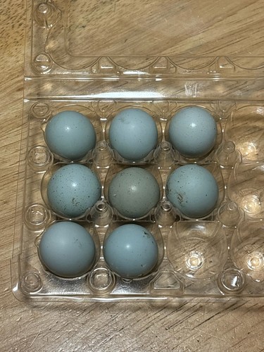 18++ Celadon Blue Fertile Quail Hatching Eggs | eBay