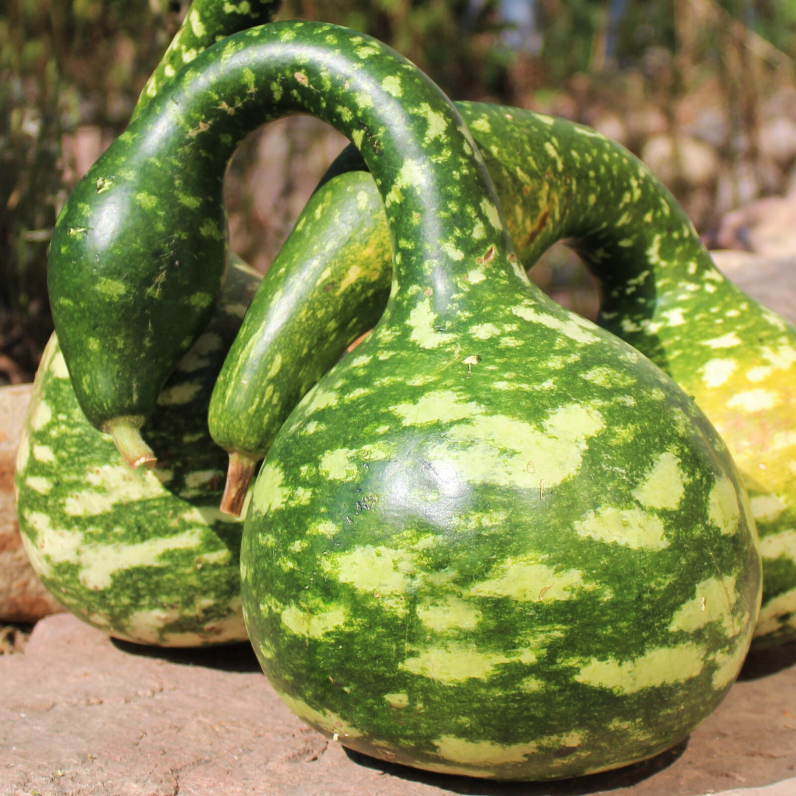 Speckled Swan Gourd Seeds | Ornamental Squash Apple Dipper Bottle Bird ...