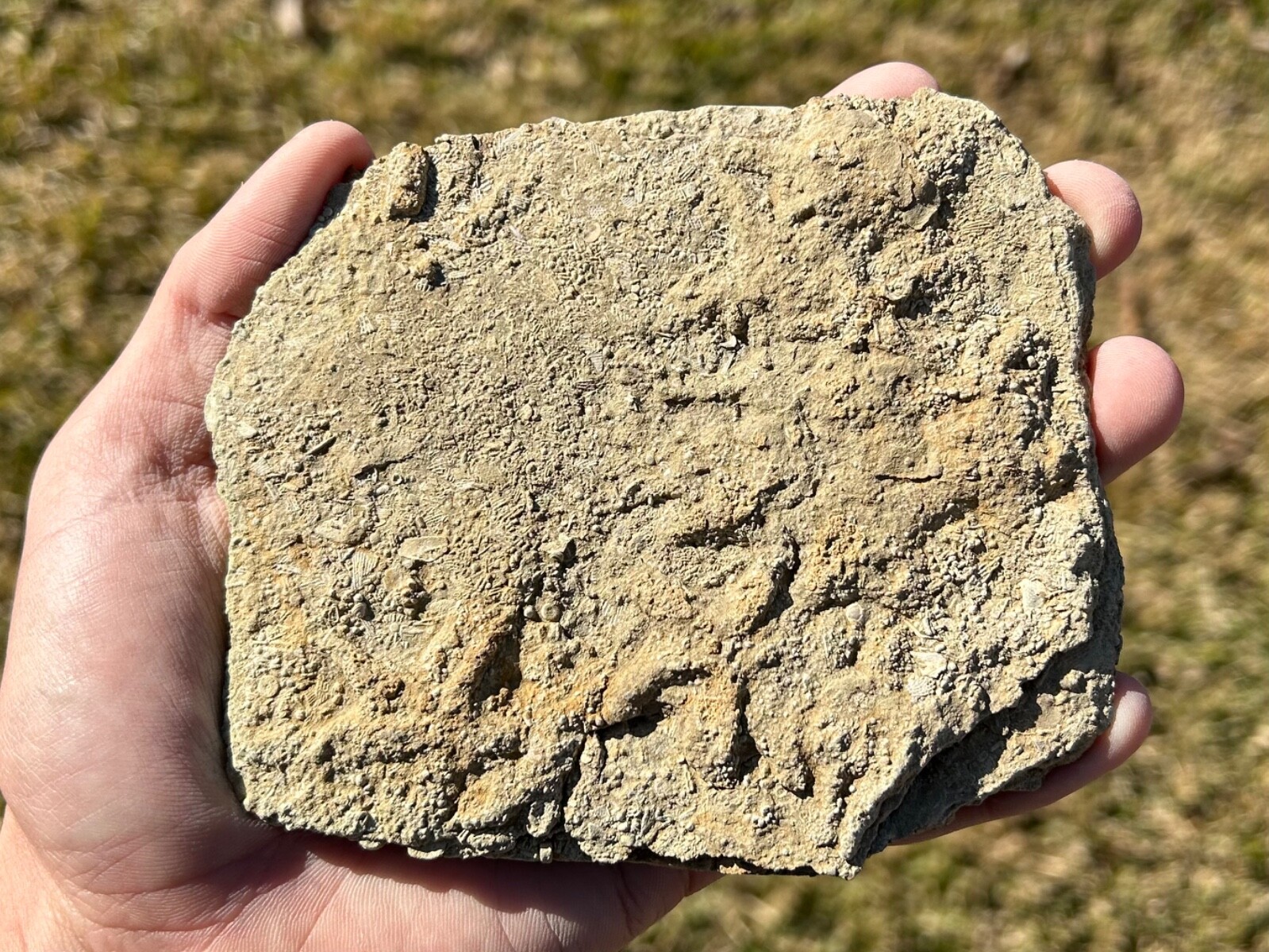 RARE Triple Fossil Starfish Cast Fossils in Matrix Alabama Bangor ...