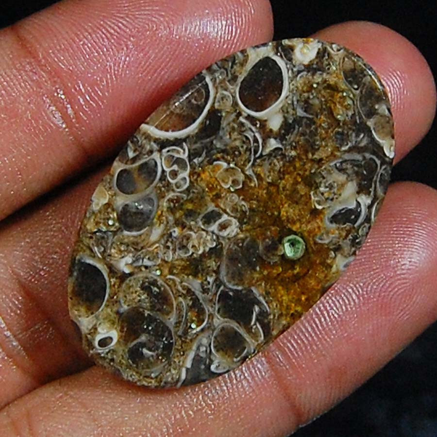 Massive Natural Fossil Turtella Gemstone Oval Cabochon 38 X 23 X 05mm ...