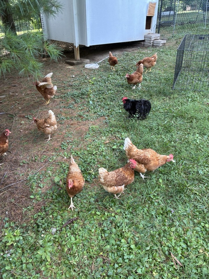 1 Dozen Rhode Island Red Frizzle Fertile Hatching Eggs | eBay
