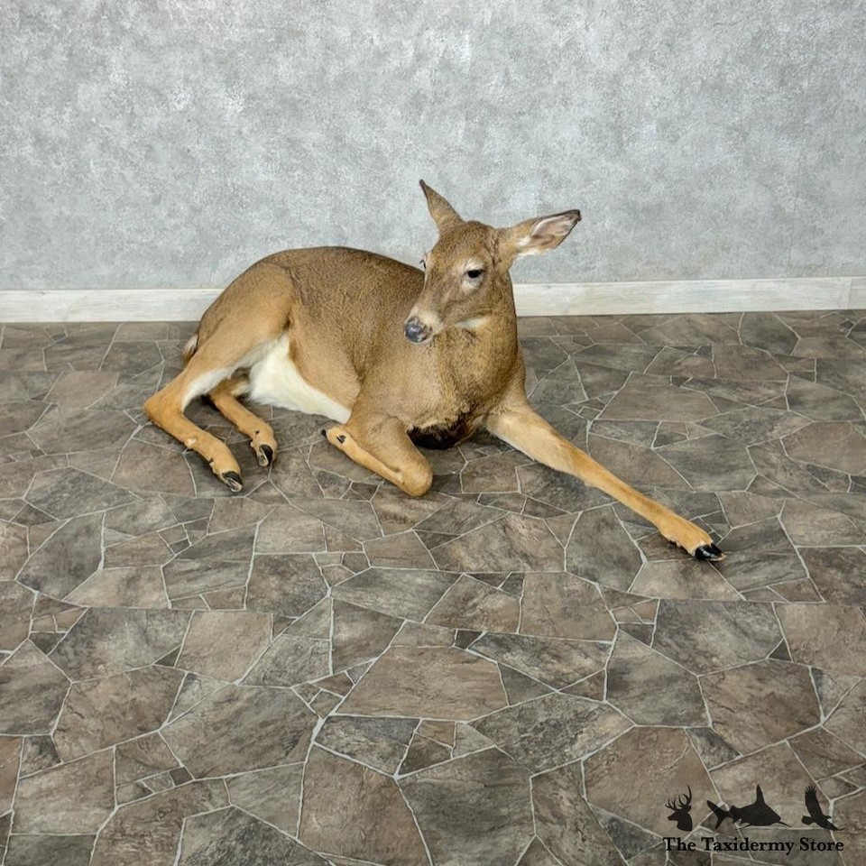 #29552 EL | Whitetail Deer Doe Taxidermy Life-Size Mount For Sale | eBay