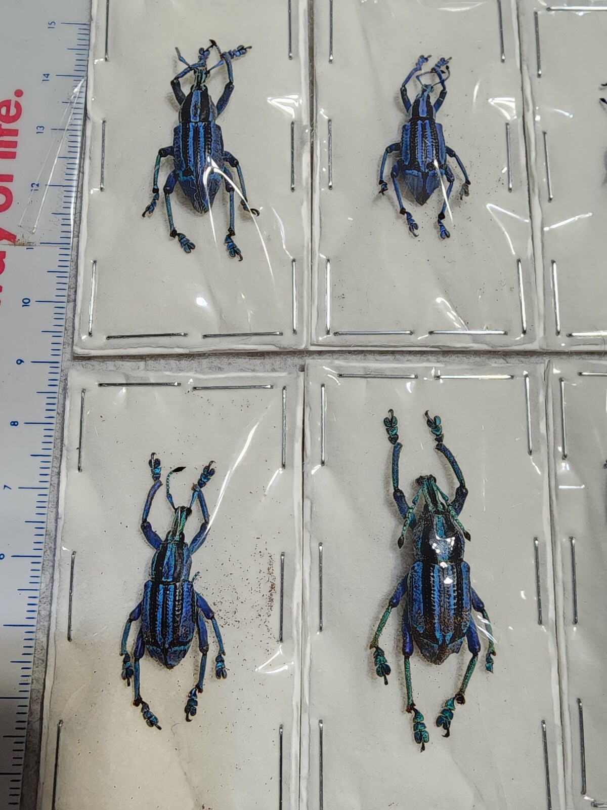 Curculionidae 10 Eupholus bennetti Blue Weevils PNG #EB2 Beetle Insect ...