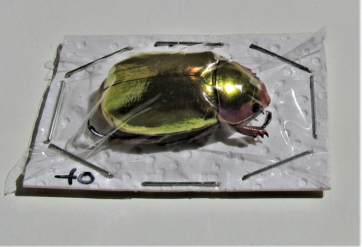 Extremely Rare GOLD Glorious Jewel Beetle Plusiotis aurigans (Chrysina ...
