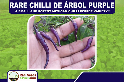 Rare Chilli de árbol Purple - A Small and Potent Mexican Chilli Pepper ...