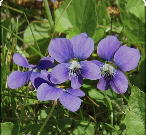 FOUR VIOLET VIOLA SORORIA PLANTS PERENNIAL GORGEOUS GROUND COVER OR ...