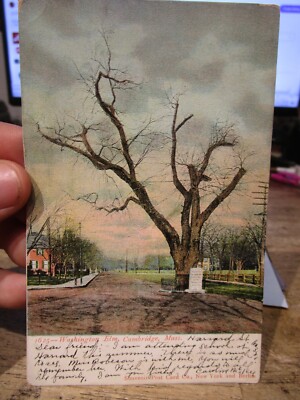 O9 Old MASSACHUSETTS Postcard Cambridge Washington Elm Tree Died in ...