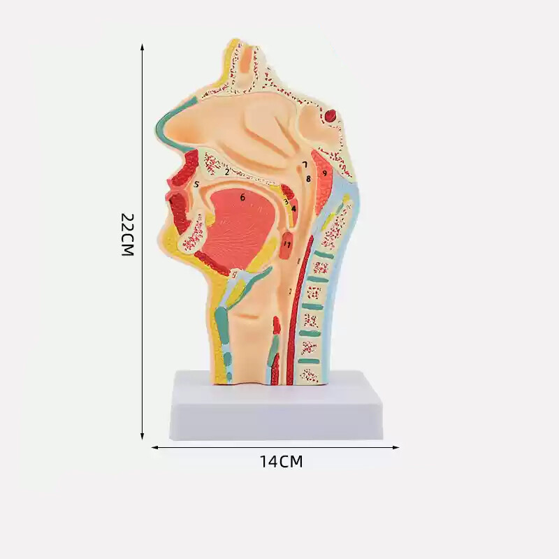 Human Respiratory System Display XINDAM Human Nasal Cavity & Throat ...