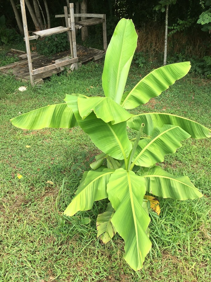 3 Musa Basjoo Hardy Banana Tree in 4 inch pot. 3 pots plants, one plant ...