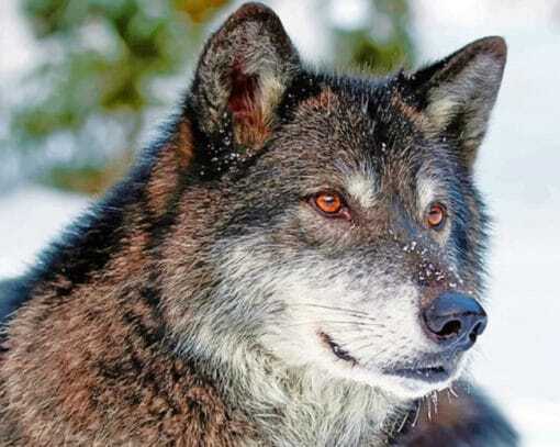 Gray Wolf With Red Eyes