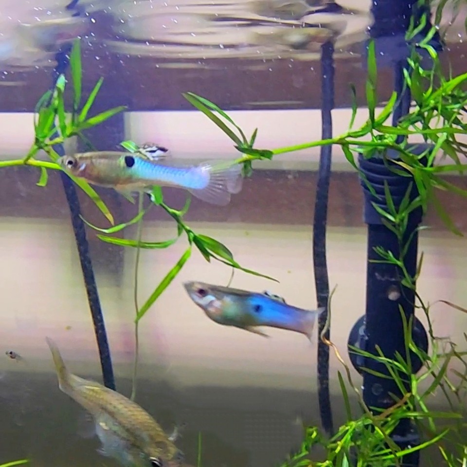 Japan Blue Endler A Pairs + 4 Fry + guppy grass | eBay