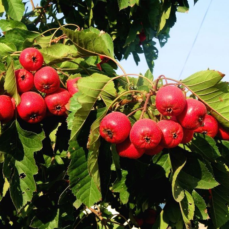 Organic Fruit 50 Hawthorn Seeds Maybush Haw May tree | eBay