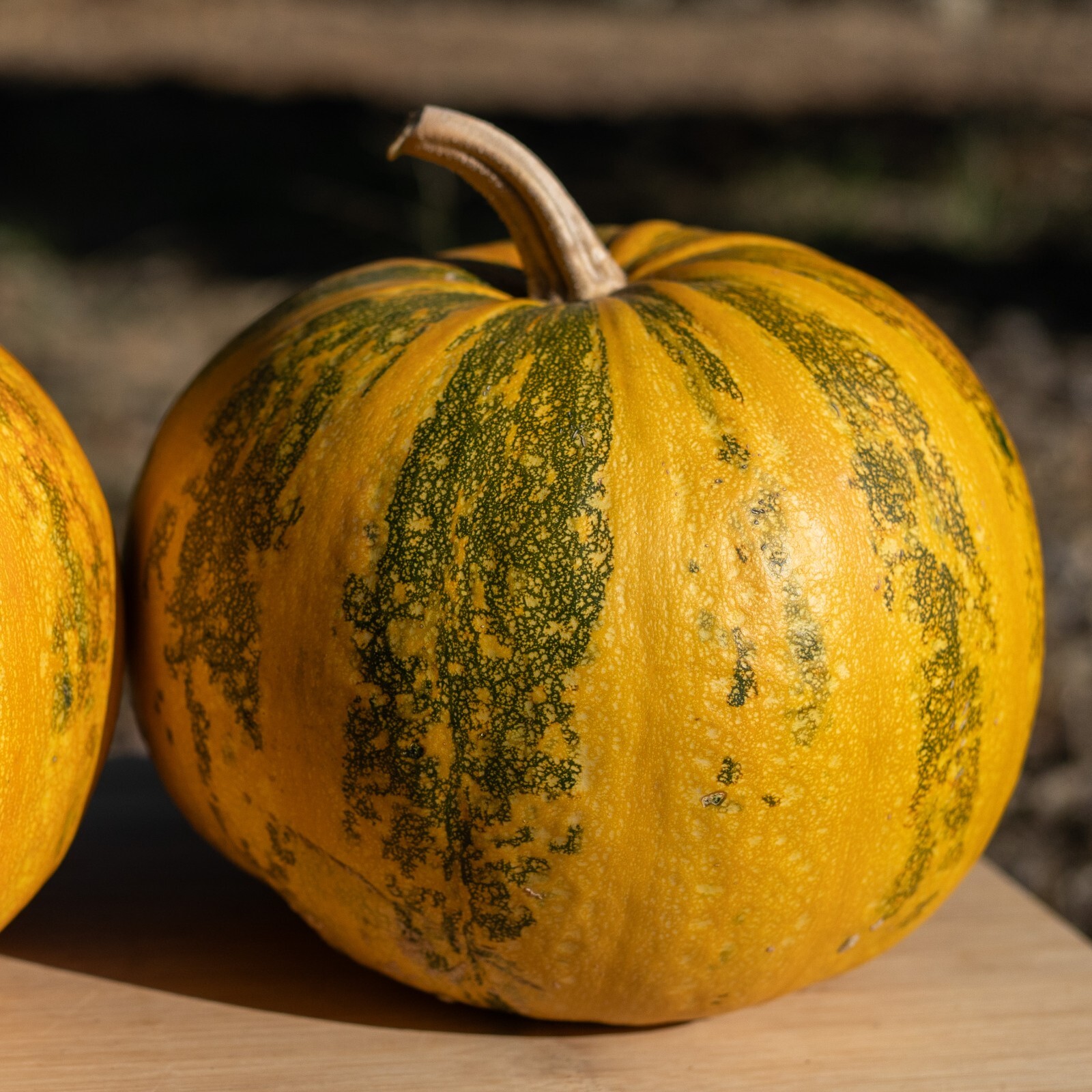 Styrian Hulless Pumpkin Seeds for Planting: Non-GMO Seed Packet or Bulk ...