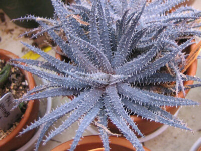 DWARF ALOE (Aloe parvula) 10 seeds | eBay Australia