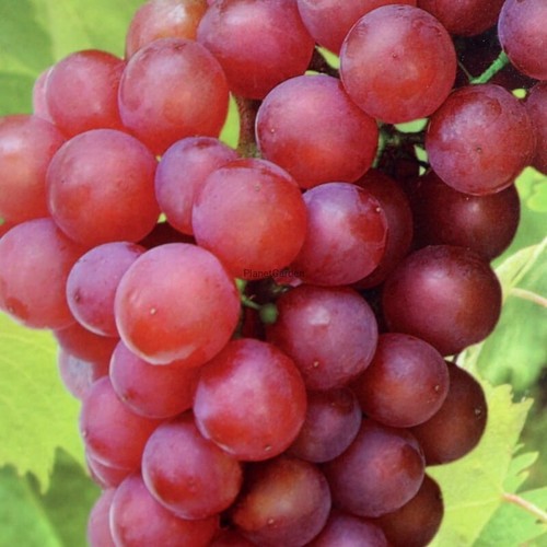 1 - EINSET Live Seedless Grape Vine Plant - 1-2 yr Old - Ready for ...