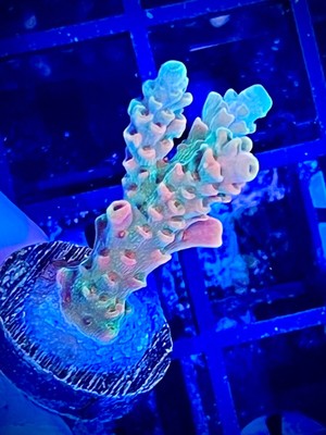 TSA Bill Murray acro Coral King Wysiwyg live coral frag | eBay