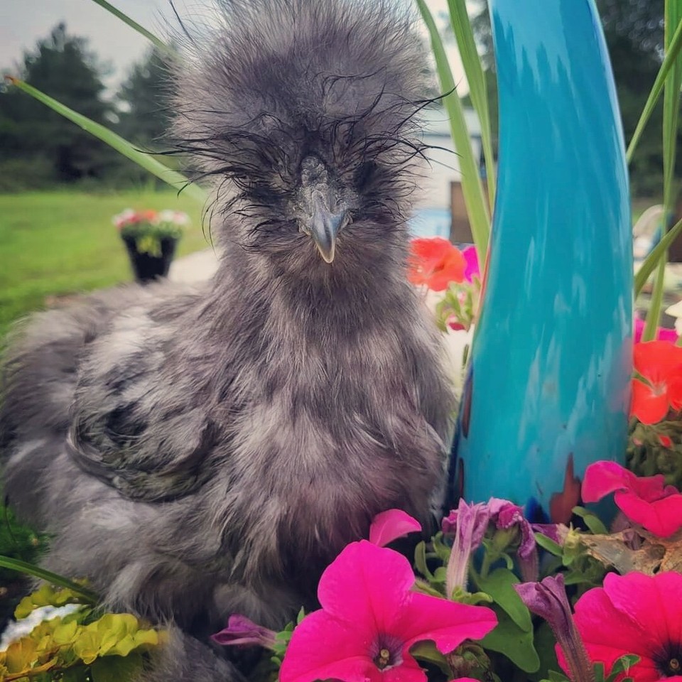 NPIP 12+ Assorted Fertile Silkie Hatching Chicken Ovals - Peony Puff ...