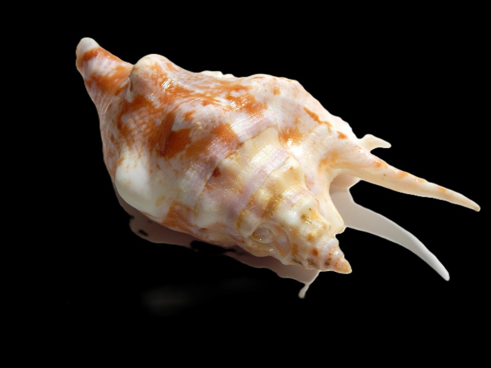 Strombus Taurus Shell 97.58 mm Large with operculum from Guam #6B | eBay