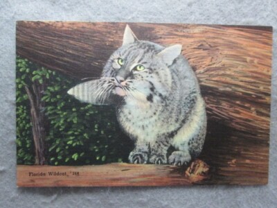 Vintage Florida Wildcat Postcard | eBay