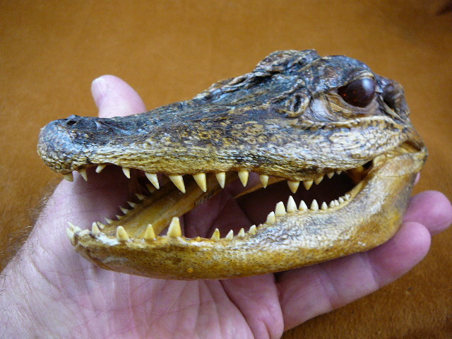 (G-Def-233) 5-1/8" long Deformed Gator ALLIGATOR Aligator HEAD teeth ...