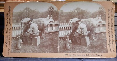 STEREOVIEW STEREOGRAPH "AND NICODEMUS WAS FED BY THE WAYSIDE" COW,FARM ...