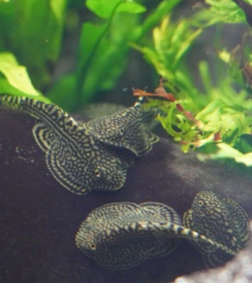 PACK OF 5 - Striped Butterfly Reticulated Tiger Hillstream Loach Algae ...