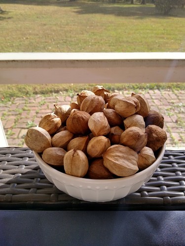 (2LB) Cracked Hickory Nuts: Wild, Organic, Kentucky Shagbark ...