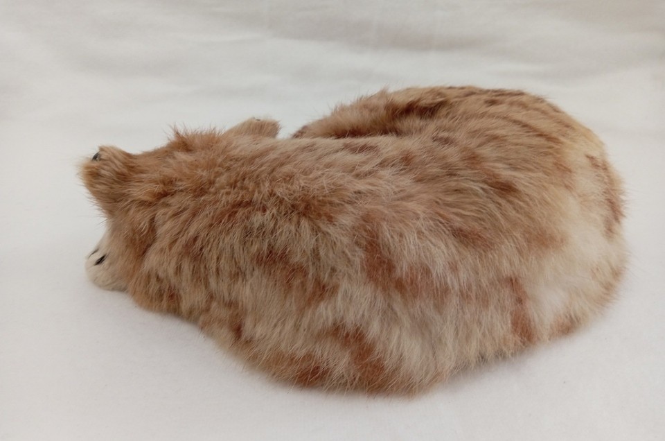 Freddy The Ship Wrecked Cat Nauticalia 1899 Aboard ‘Hawksdale ...